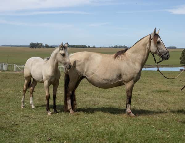 ClicRural - BRUJA INCHALÁ