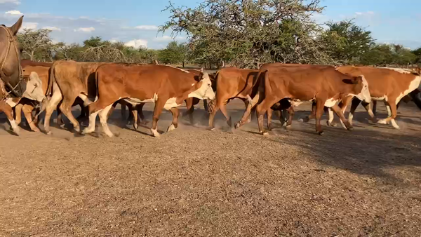 ClicRural - 114 Novillos en Perugorría, Corrientes