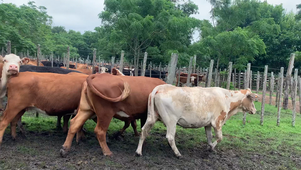 ClicRural - 16 Vacas de Invernada