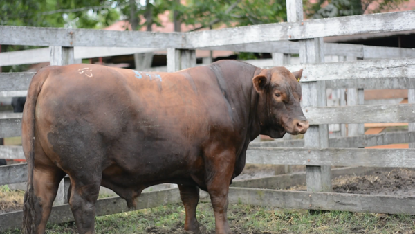 ClicRural - CANGUE